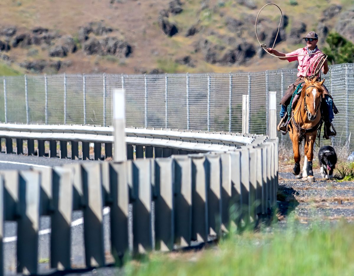 Red horse crossing Red Wolf