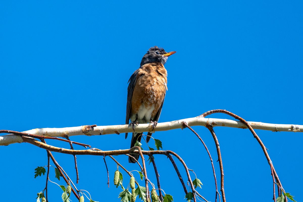 On the lookout