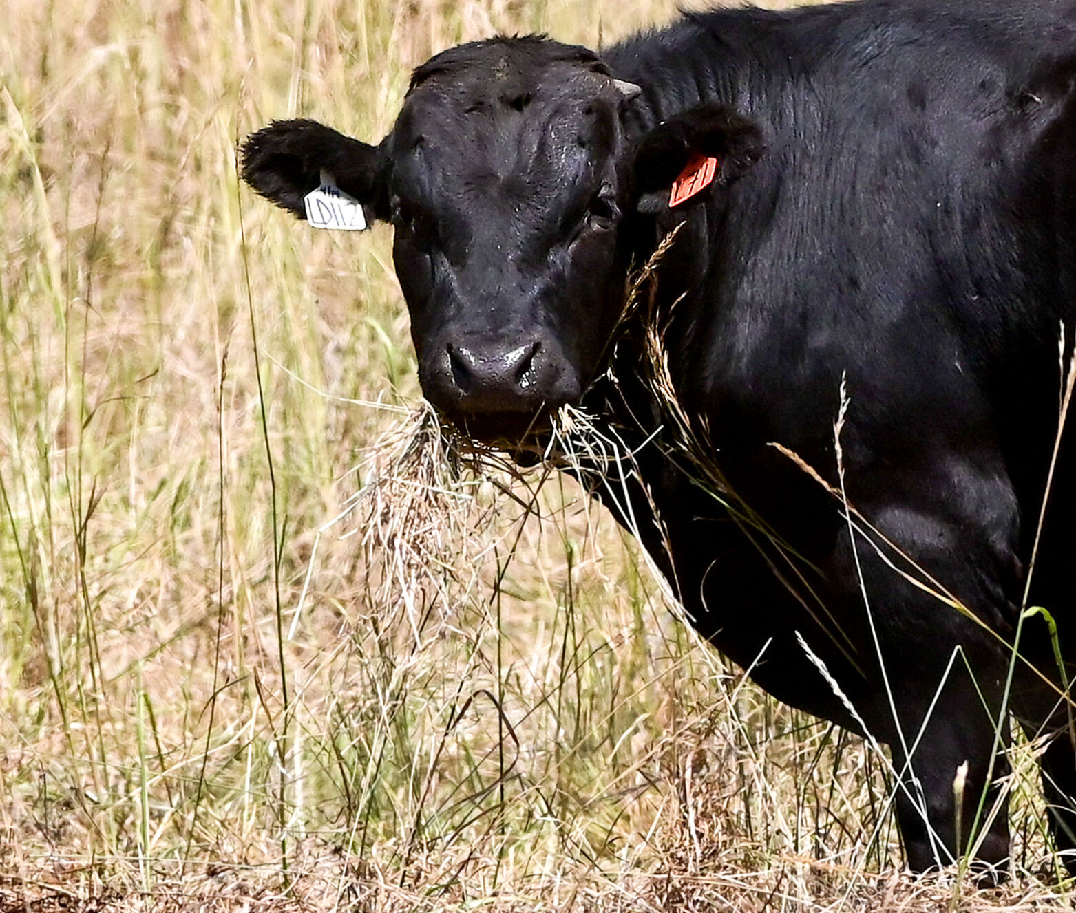 Don’t moo with your mouth full