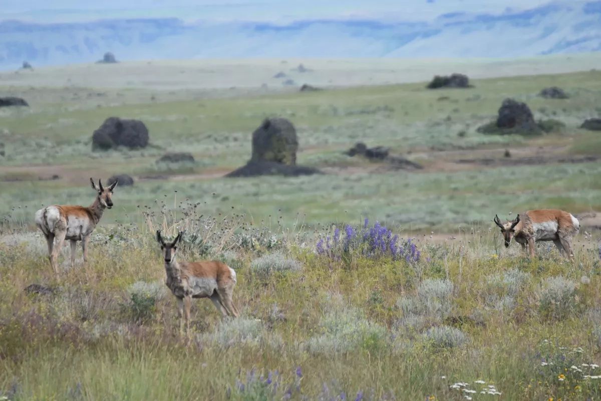 Historic hunt marks a new era for pronghorn on the Colville ...