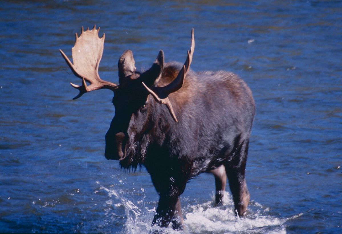 First-ever recorded moose sighting in Mount Rainier park