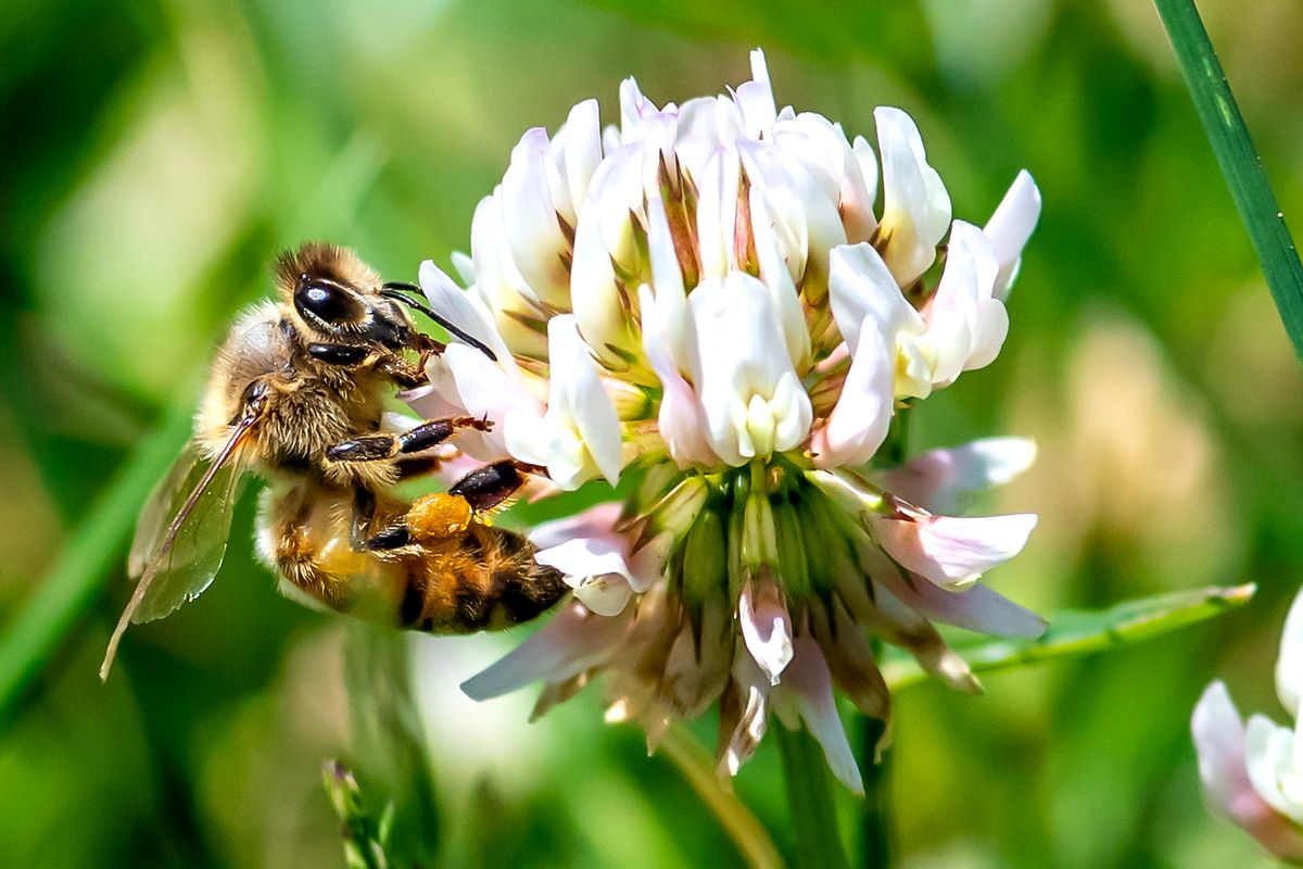Bee prepared