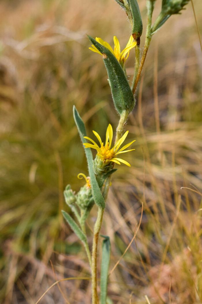 Group seeks ESA protections for two local plants