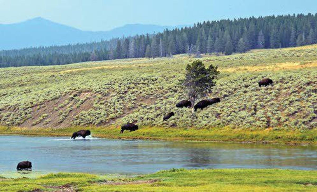 DNA research offers new date for bison migration to North America