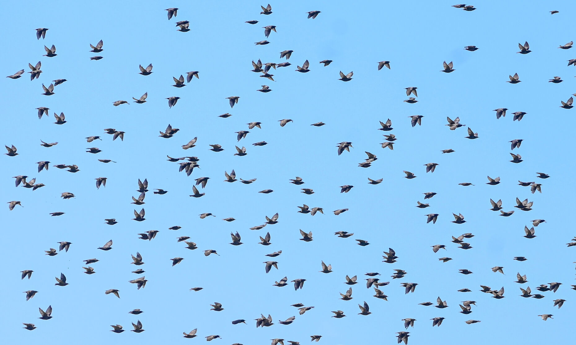 BIG PICTURE: Birds on the wing
