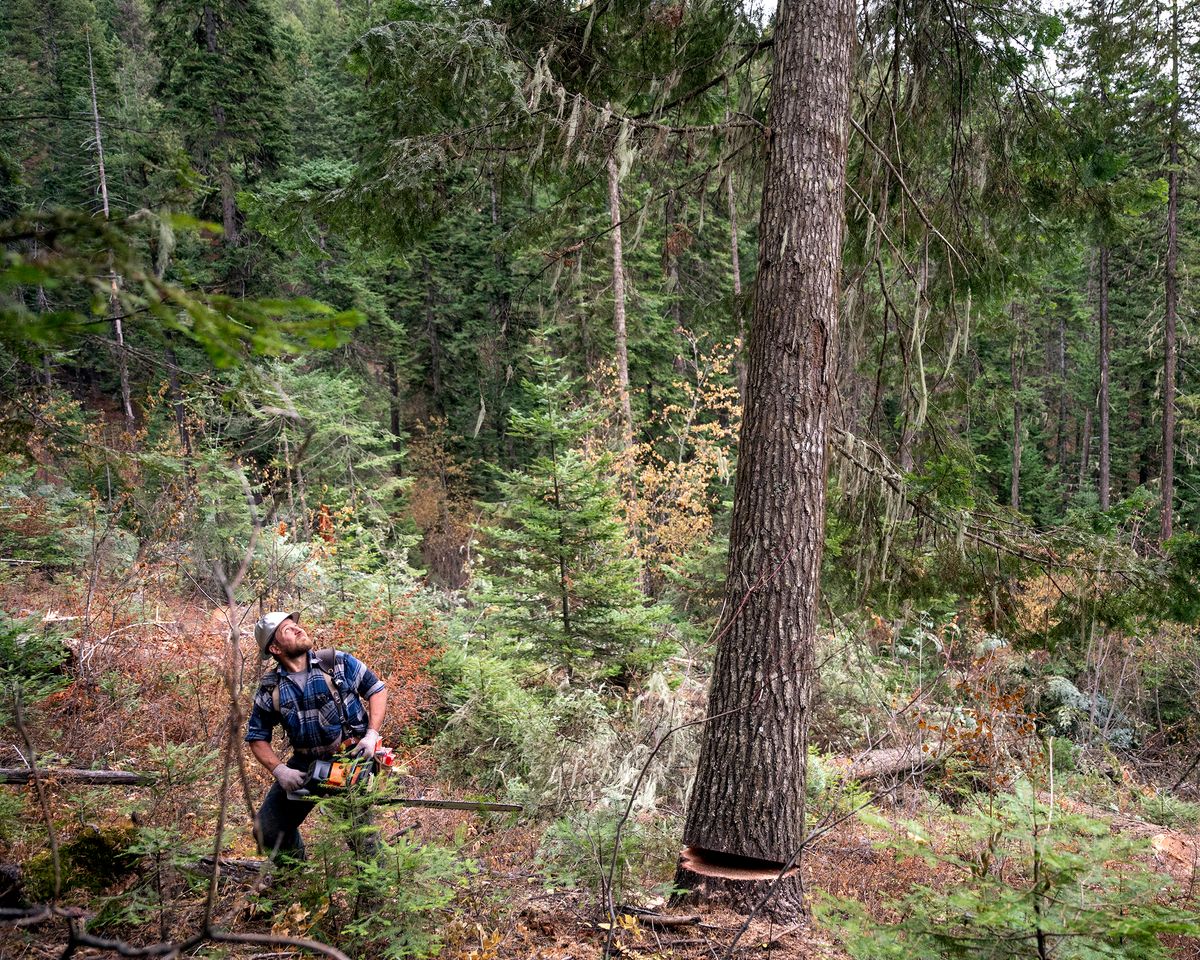 Reconciliation bill aims to ramp up logging on federal lands