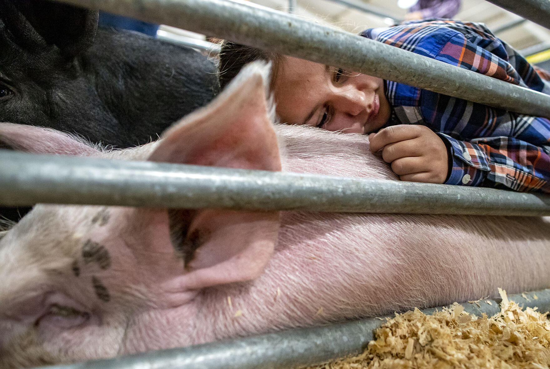 Photos: Animal hugs