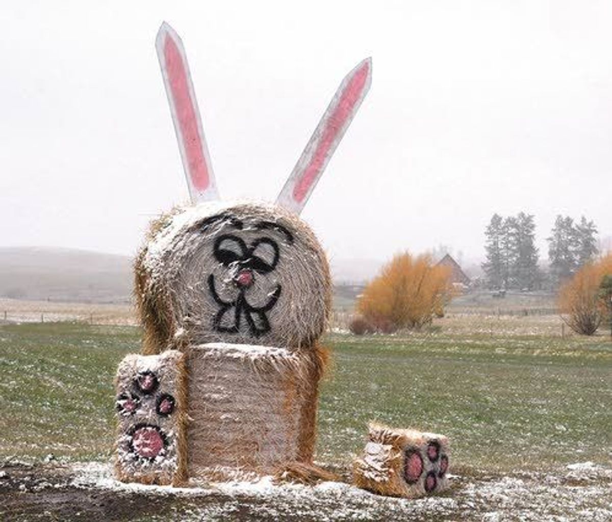 Rabbit at rest