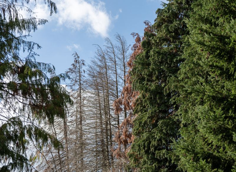 Hotter, drier PNW summers are killing native trees