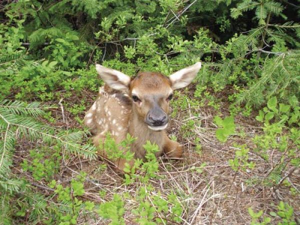 Experts: Leave baby animals alone