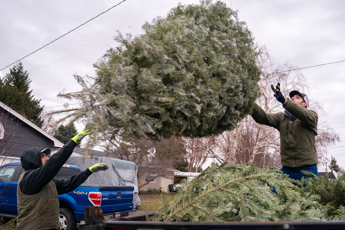 Boys and Girls Clubs collecting Christmas trees for disposal