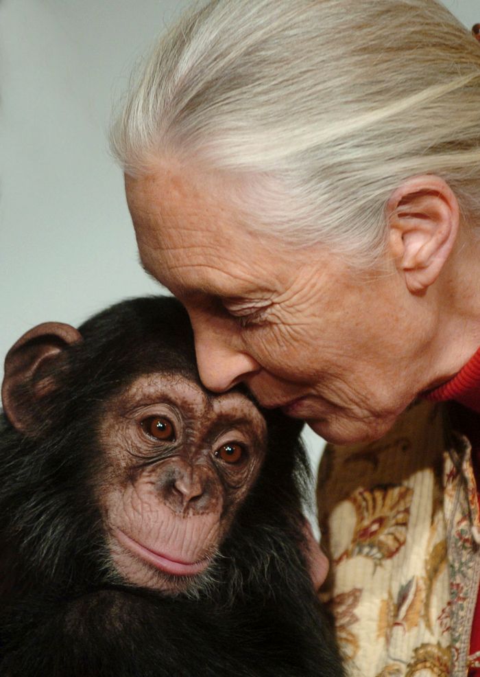 Jane Goodall, the celebrated primatologist and conservationist, has di...