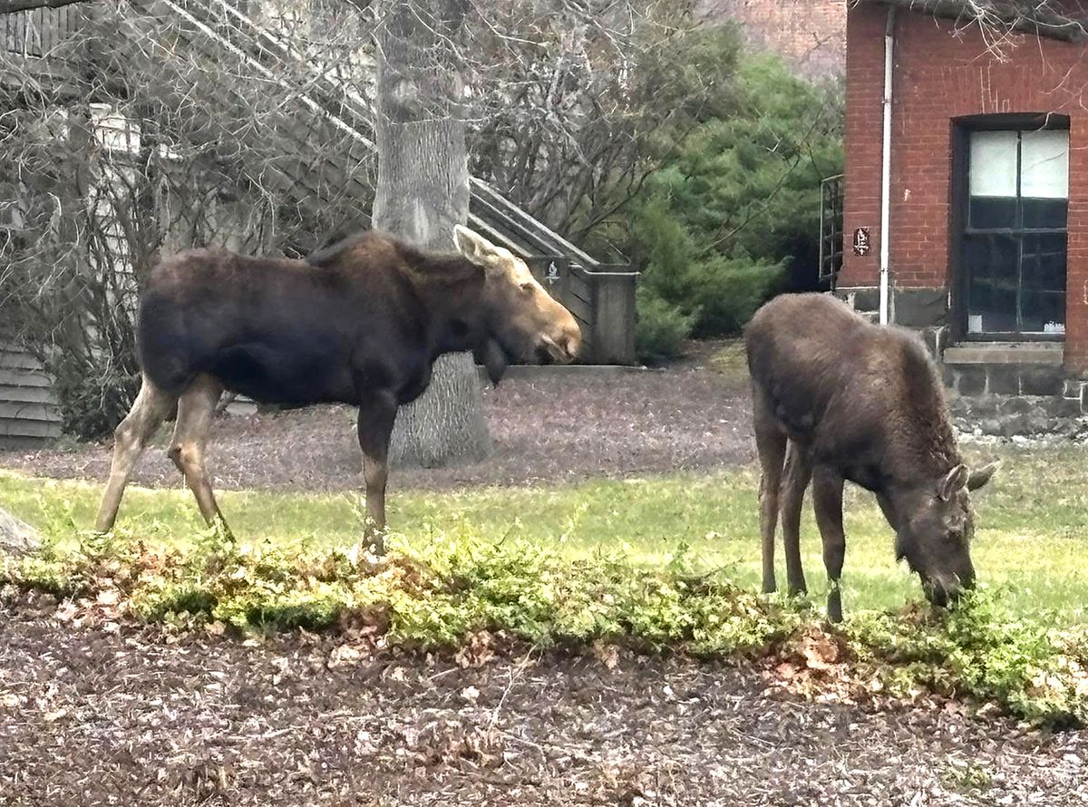 UI releases cow and calf moose to remote location