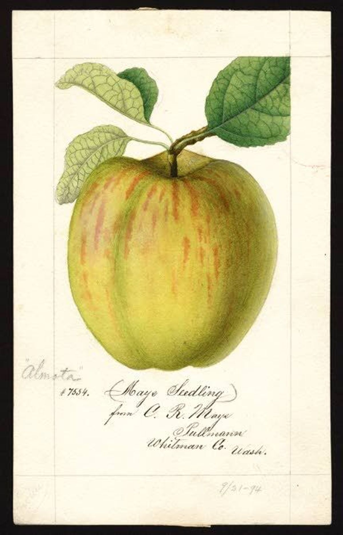 Rare apple varieties discovered on Palouse