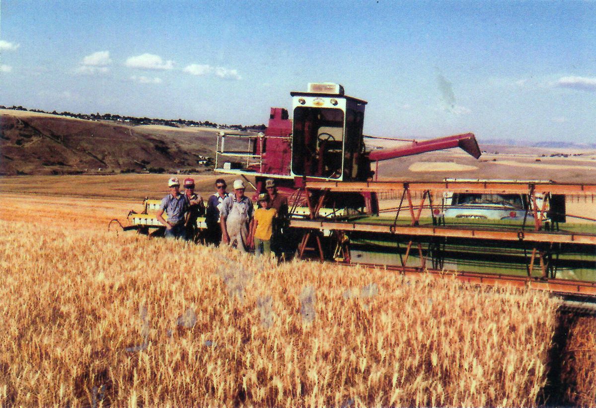 Blast from the Past / 1970s: Wheat harvest time in Tammany