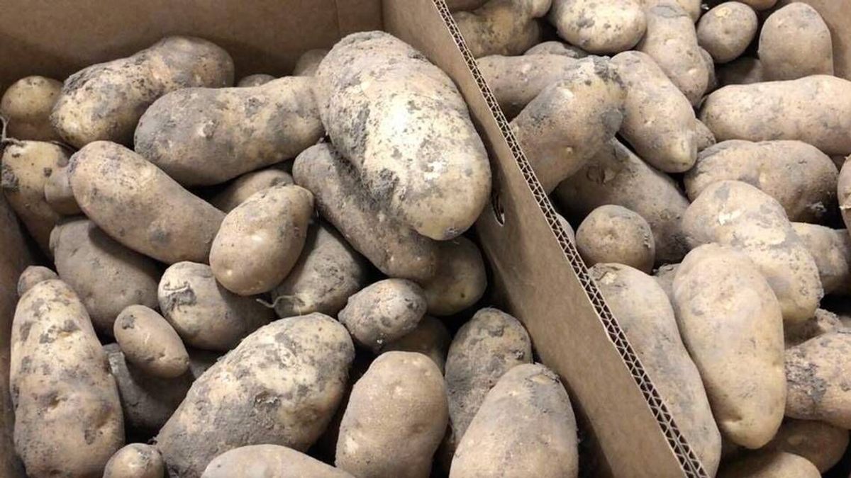 LDS farm donating millions of spuds
