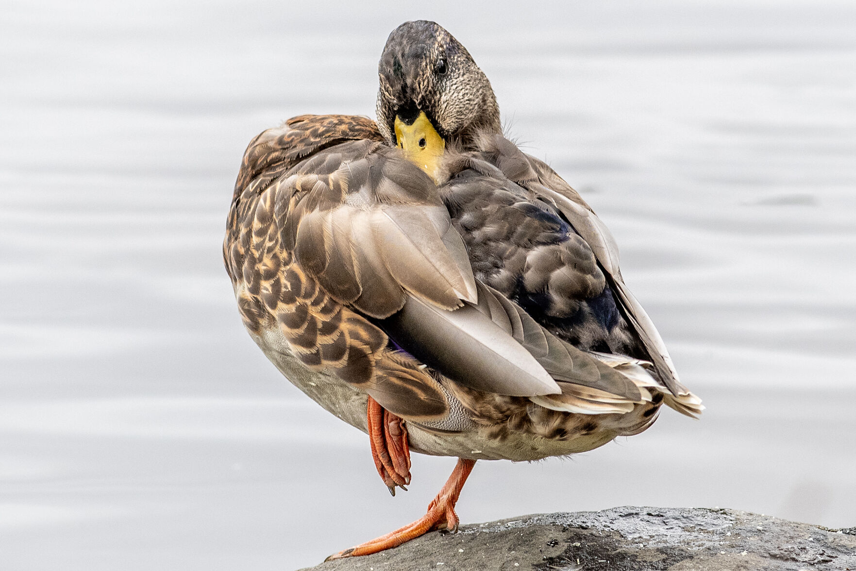 Duck pose