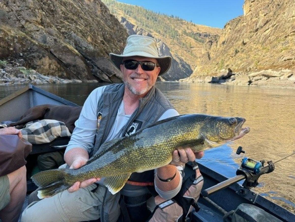Walleye continue to move upstream, pose threat to native sal...
