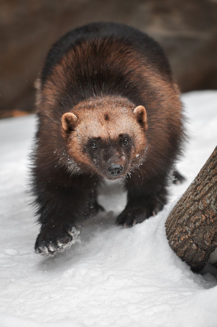 Wolverines now listed as a threatened species