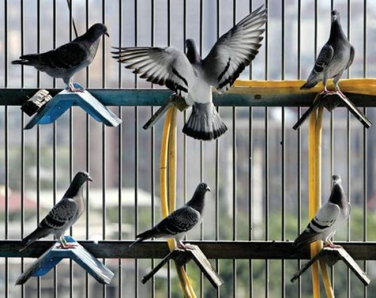 Racing pigeons: The Idaho-Taiwan connection