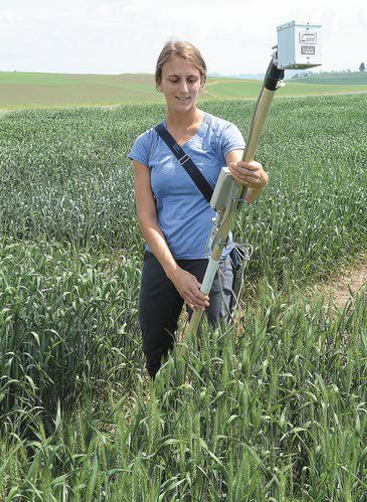 Wheat standing up to the heat
