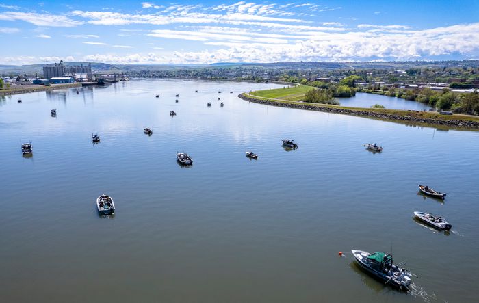 Spring chinook run downgraded, though fishing continues as p...