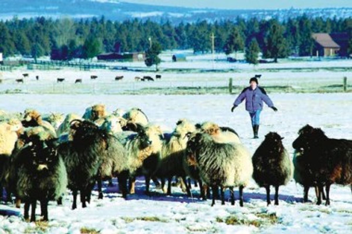 Oregon couple raise unusual Navajo churro sheep for meat