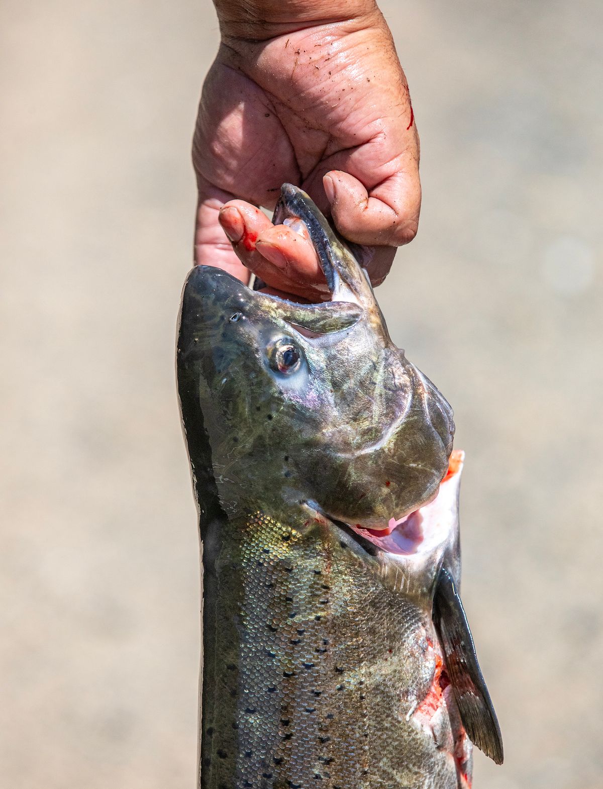 Jack counts point to poor 2027 spring chinook run