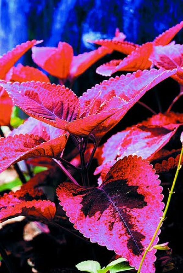 Winter: Mariposa coleus is just stunning
