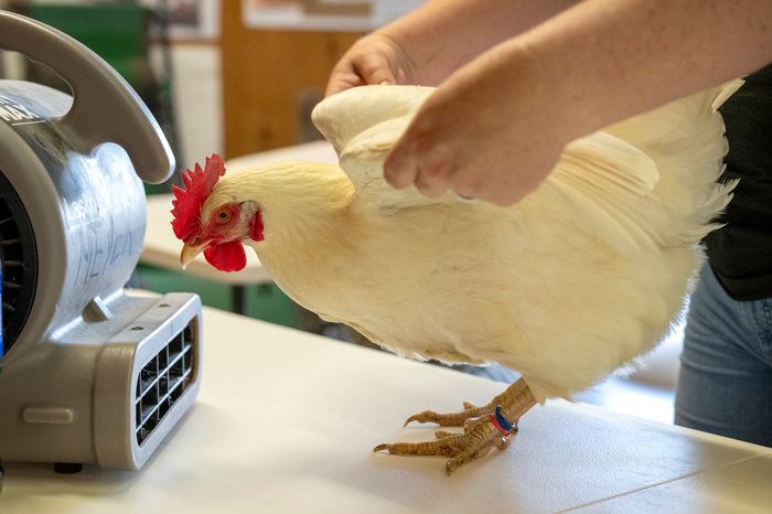 Young handlers connect with animals at Nez Perce County Fair