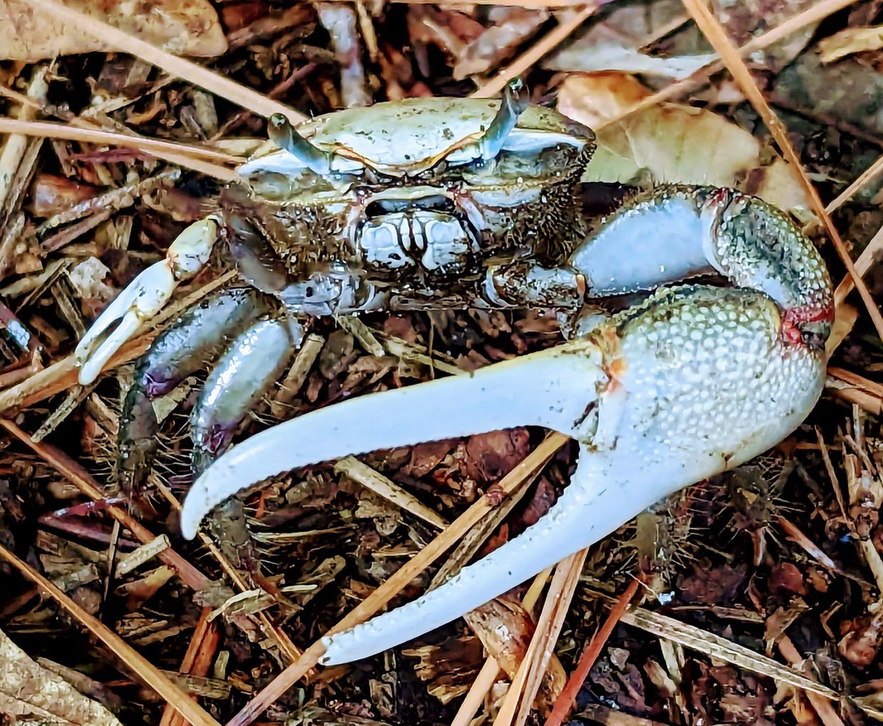 "Ninja crab" features giant claw