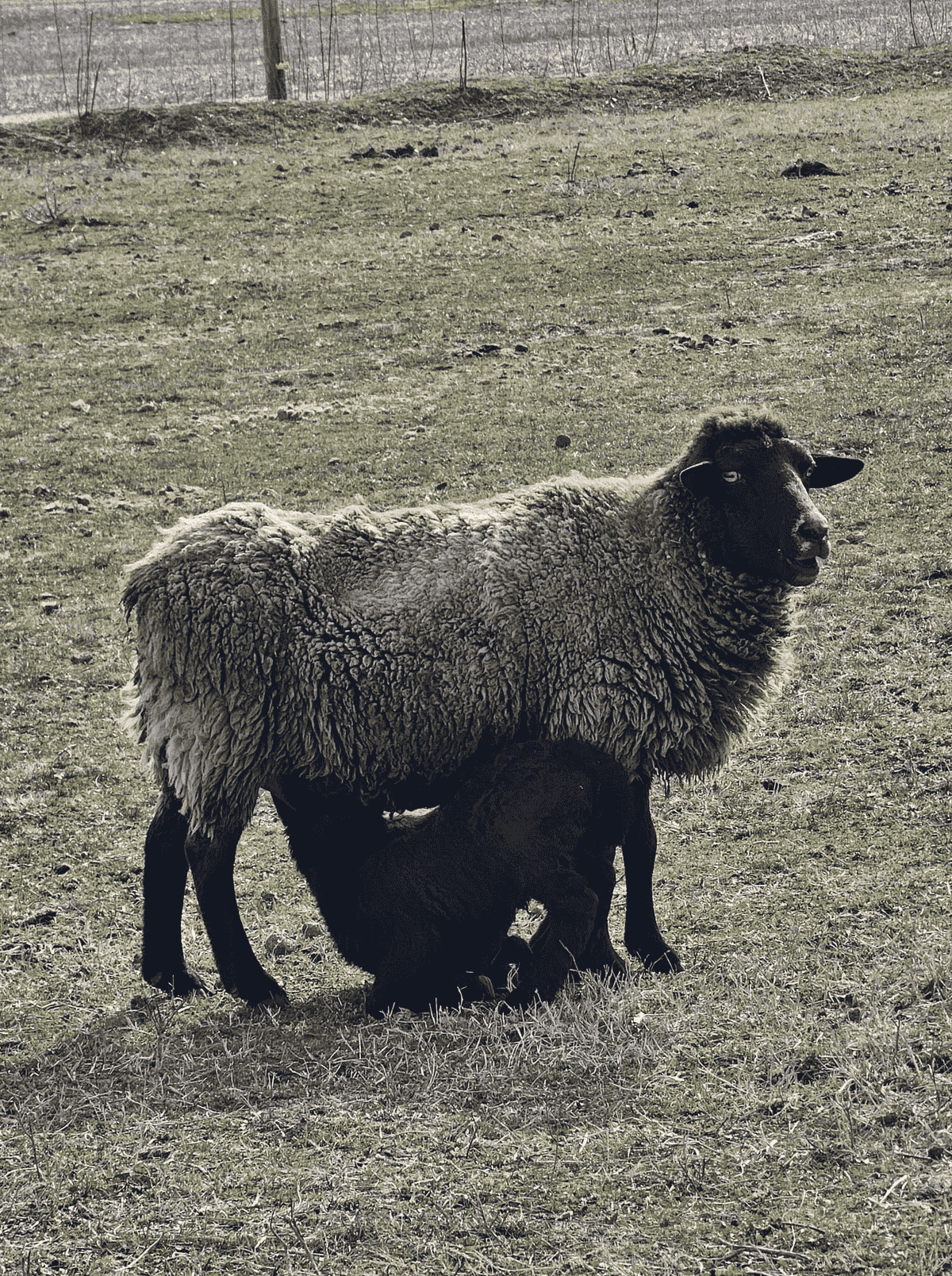 See the shearing of rare heritage sheep Saturday at Mill Swa...