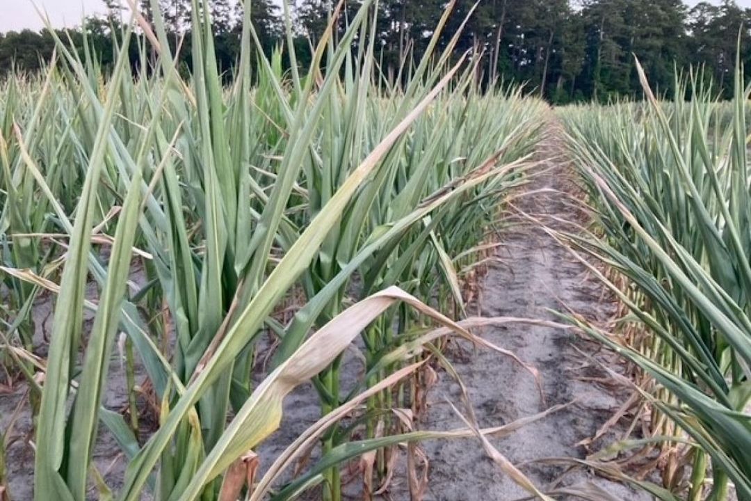 Golden LEAF awards more than $102M in 2025