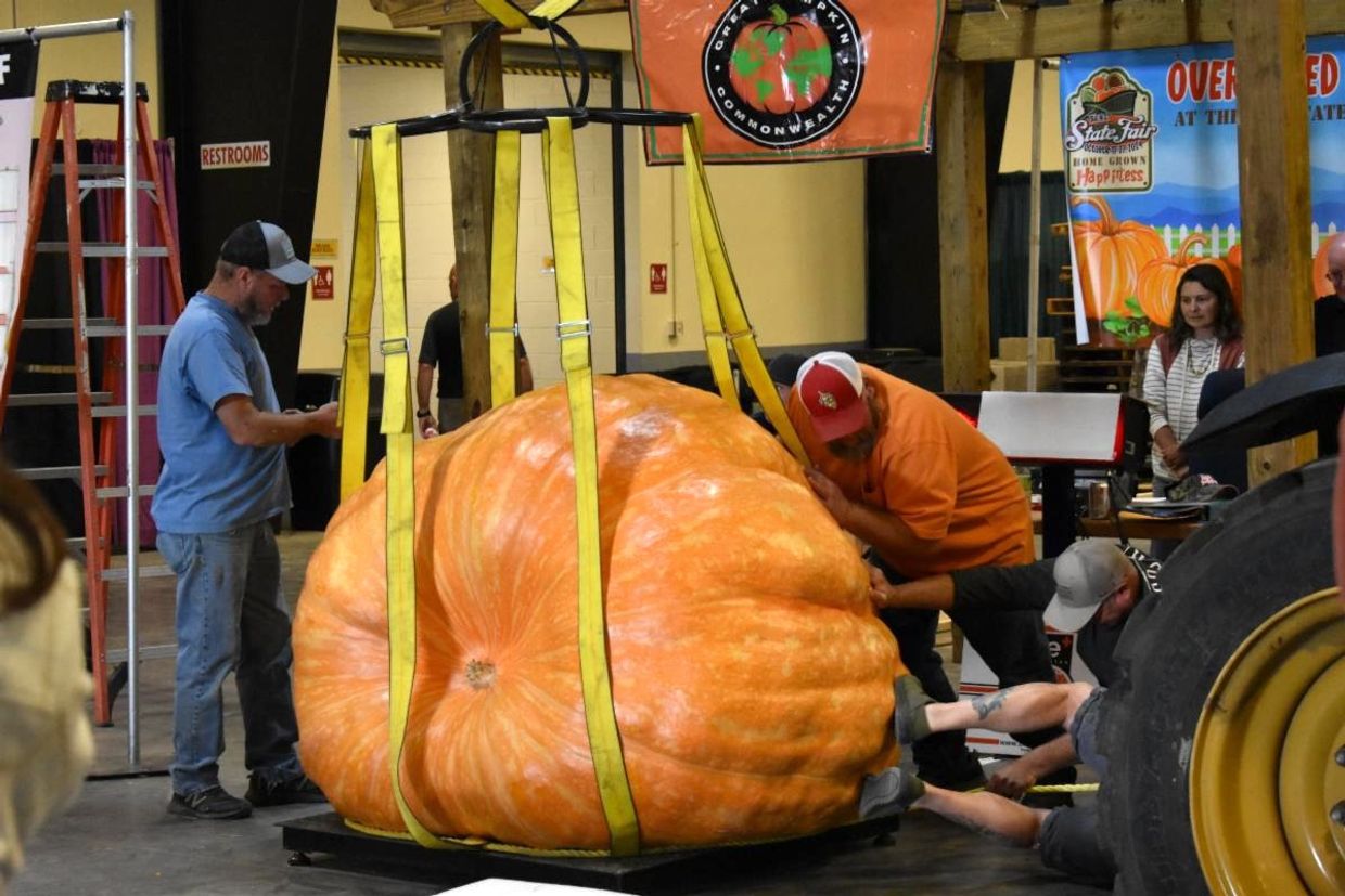 Weigh-off for the giant pumpkin and watermelon contest to be held at 2...