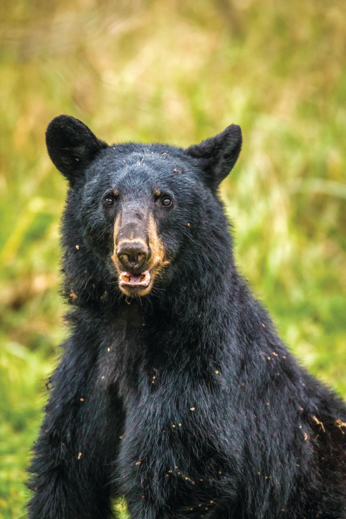 ‘A Fed Bear Is a Dead Bear’: MDC Warns Against Unsecured Foo...