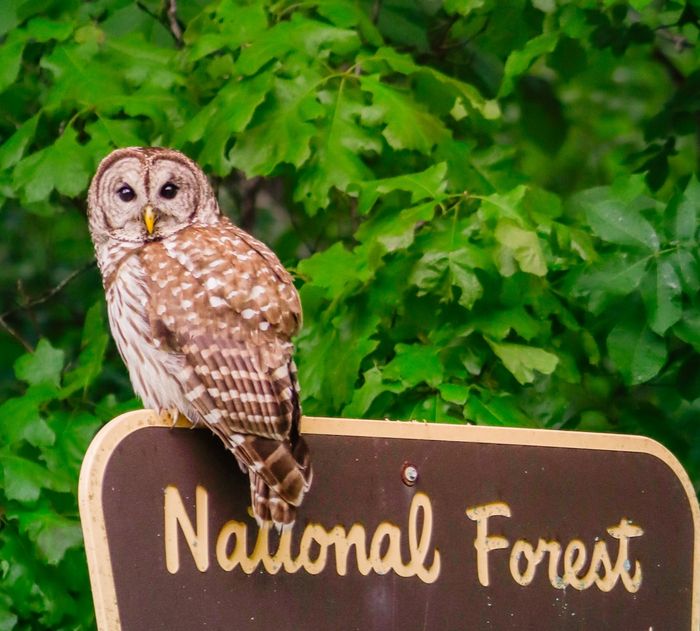 Mark Twain National Forest Launches ‘2026 Flight Path’ to We...