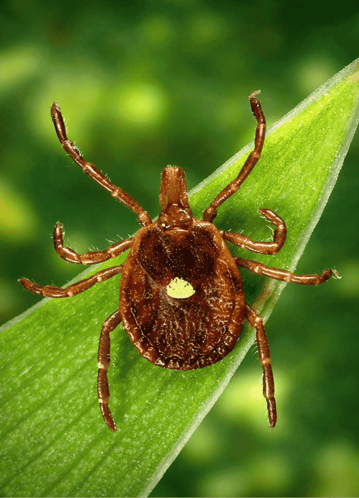 Ticks have no off-season