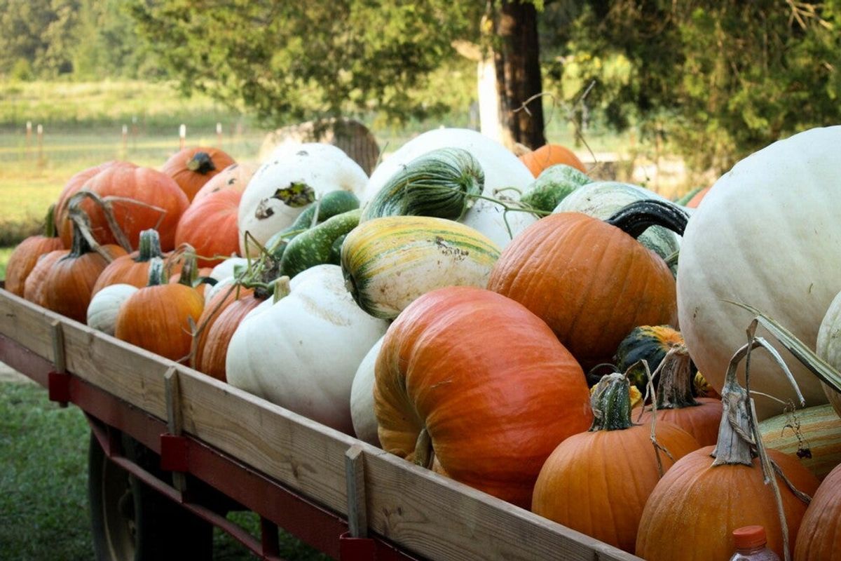 Fall fun found at Sweet Grown Alabama farms