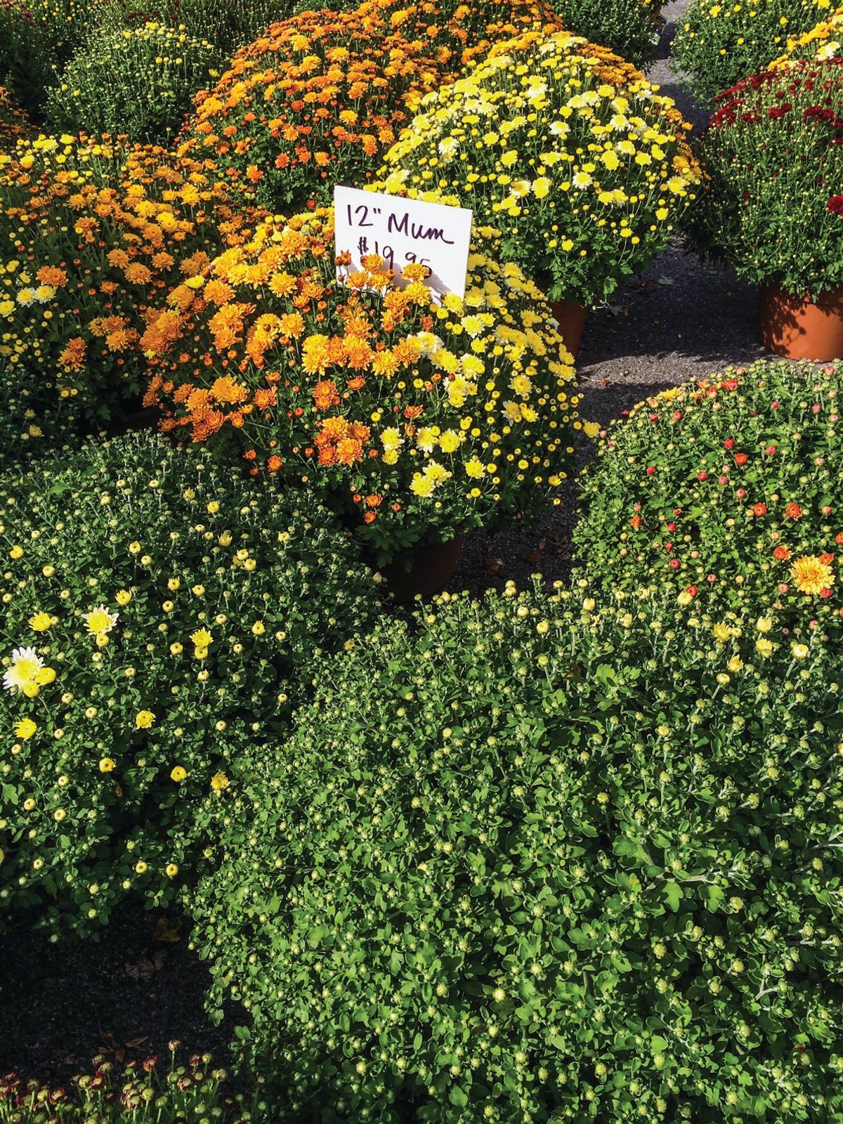 It's Mum Season! Tips for choosing, care given