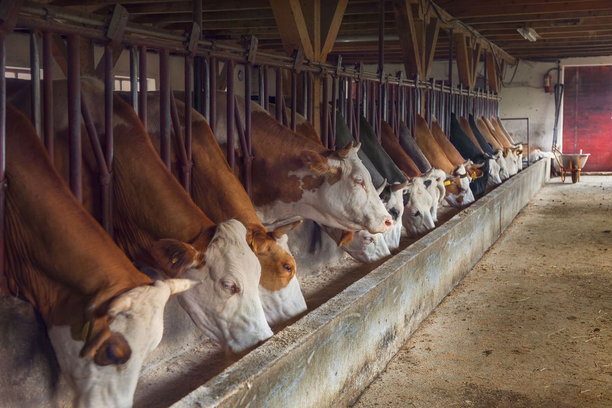 Cattle production down nationally, Alabama farmers continue ...