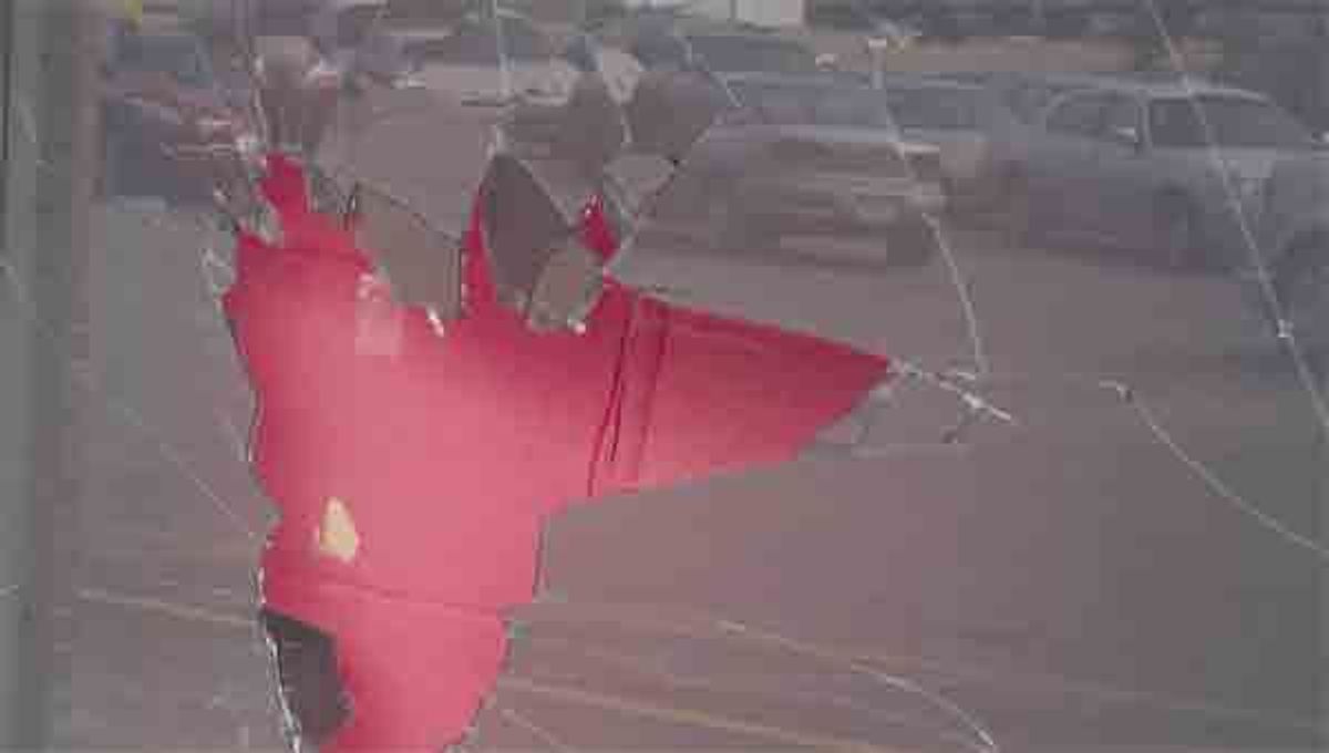 Breaking and entering: Deer crashes through window