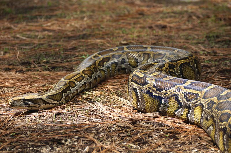 It's snake season: Know your snakes