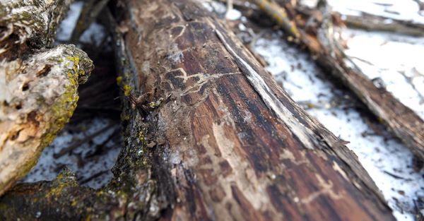 Nature Center begins removal of EAB affected ash trees along its trail...