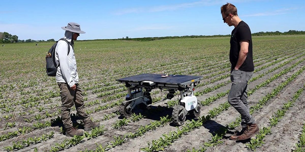 Robots with hoes show farmers possible future of weed contro...