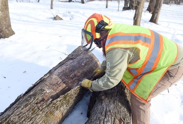 Nature Center begins removal of EAB affected ash trees along its trail...