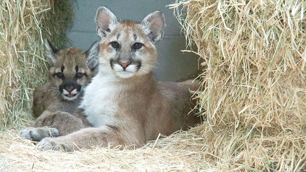 Puma cubs find home at Como Zoo