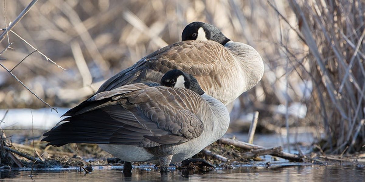 Nature notes: Canada geese family rearing