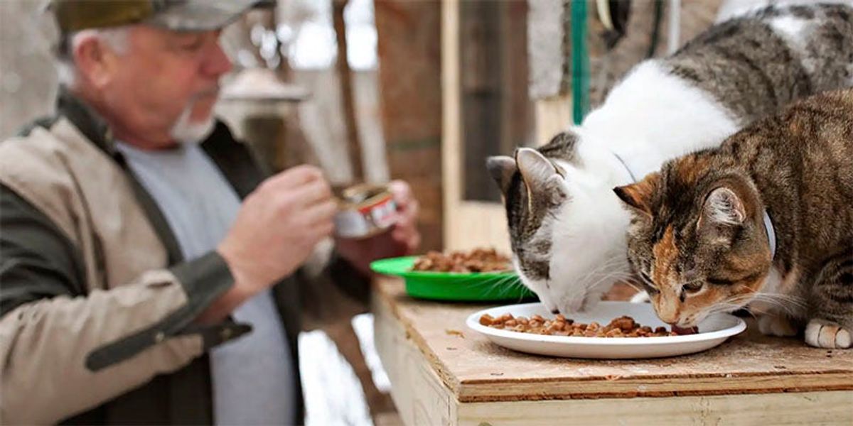 A stray inspired a Minnesota family to build a heated "cat c...