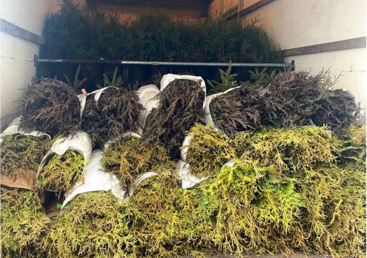Mower SWCD taking orders for tree program