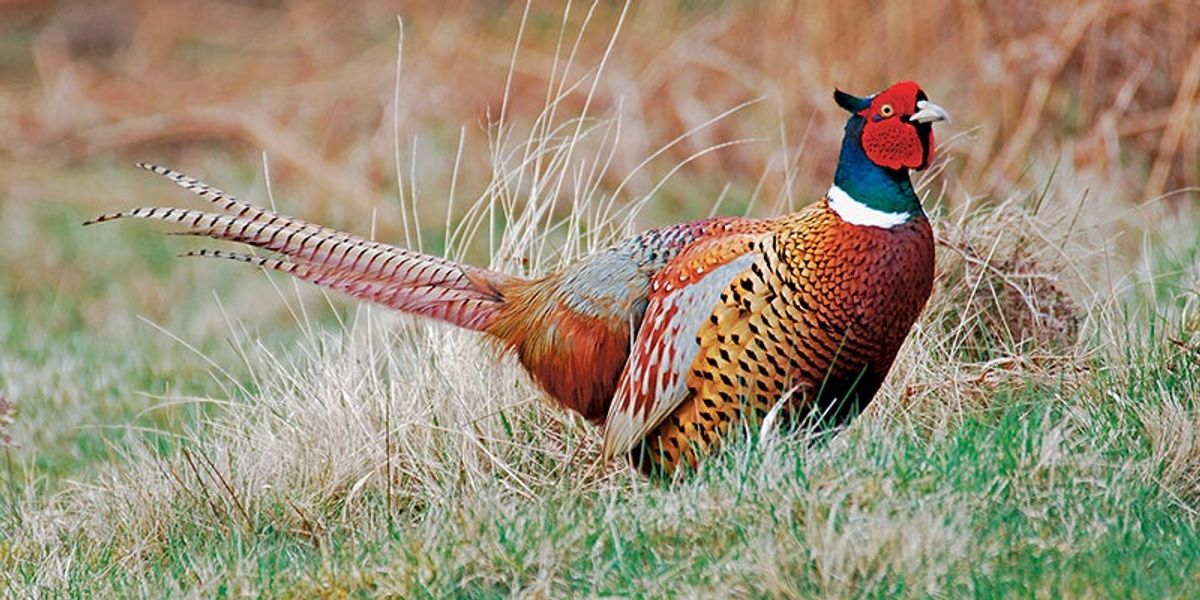 Pheasant numbers jump up in southwestern Minnesota